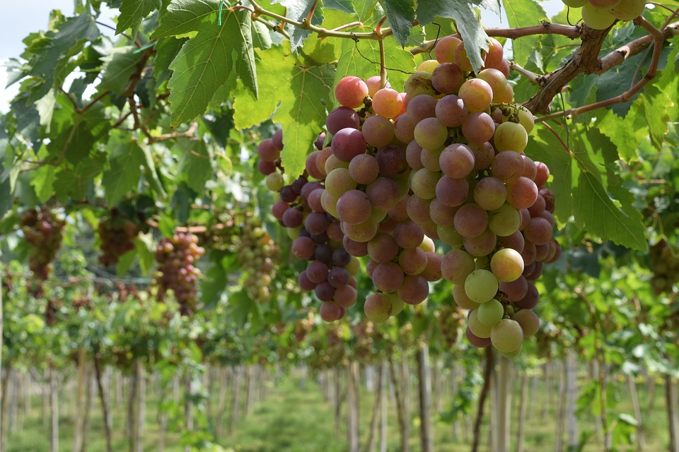 El mejor lugar para la uva y el Pisco - Producción de Pisco peruano